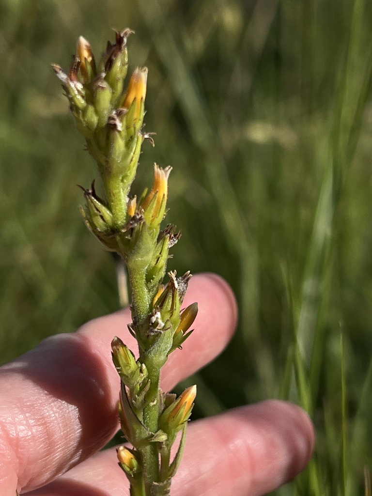 Cyphia oblongifolia from Hhohho Region, Eswatini on January 19, 2024 at ...