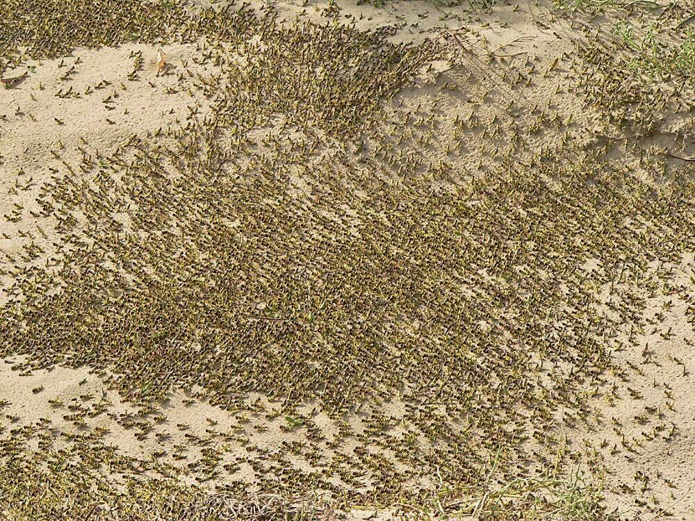 Desert Locust from Agig, Sudan on March 25, 2007 at 06:27 AM by chriko ...