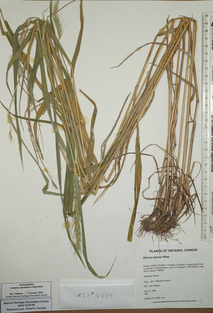 Canada wild rye from Canada, Ontario, CHATHAM-KENT County, Conservation ...