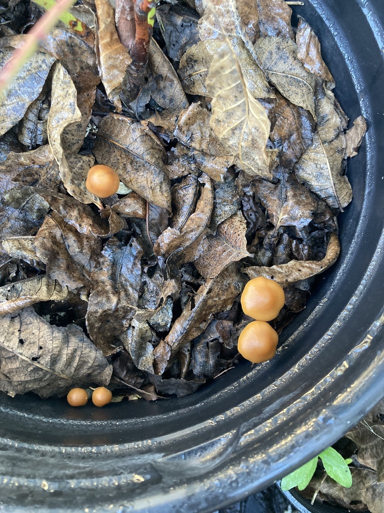 Wavy Cap in January 2024 by Richard Paglione · iNaturalist