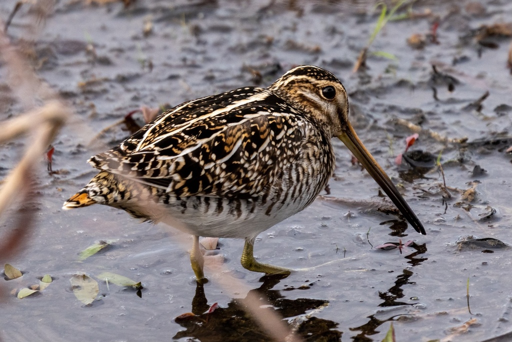 Wilson's Snipe from St. Marks National Wildlife Refuge, Crawfordville ...