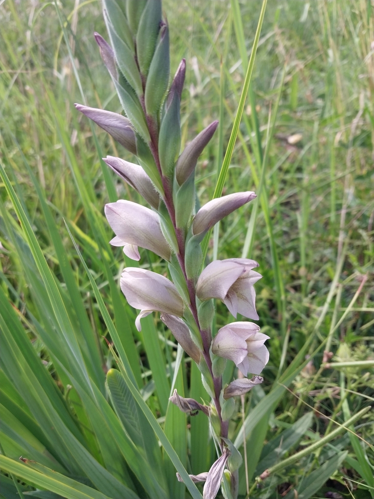 Silky Gladiolus from Emnambithi/Ladysmith Municipality, South Africa on ...