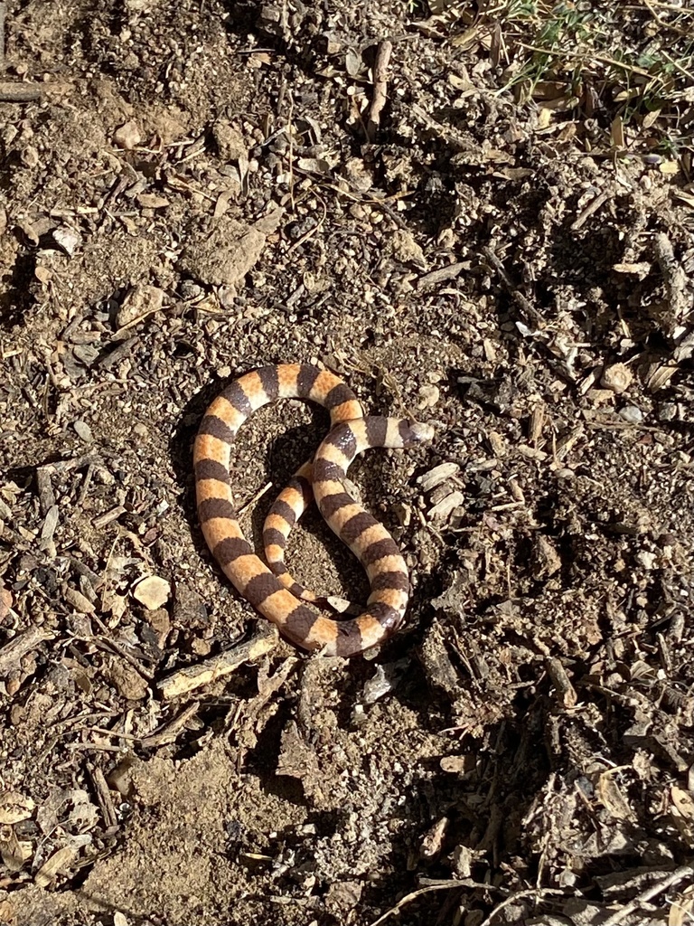 Banded Sand Snake from Organ Pipe Cactus National Monument, Ajo, AZ, US ...