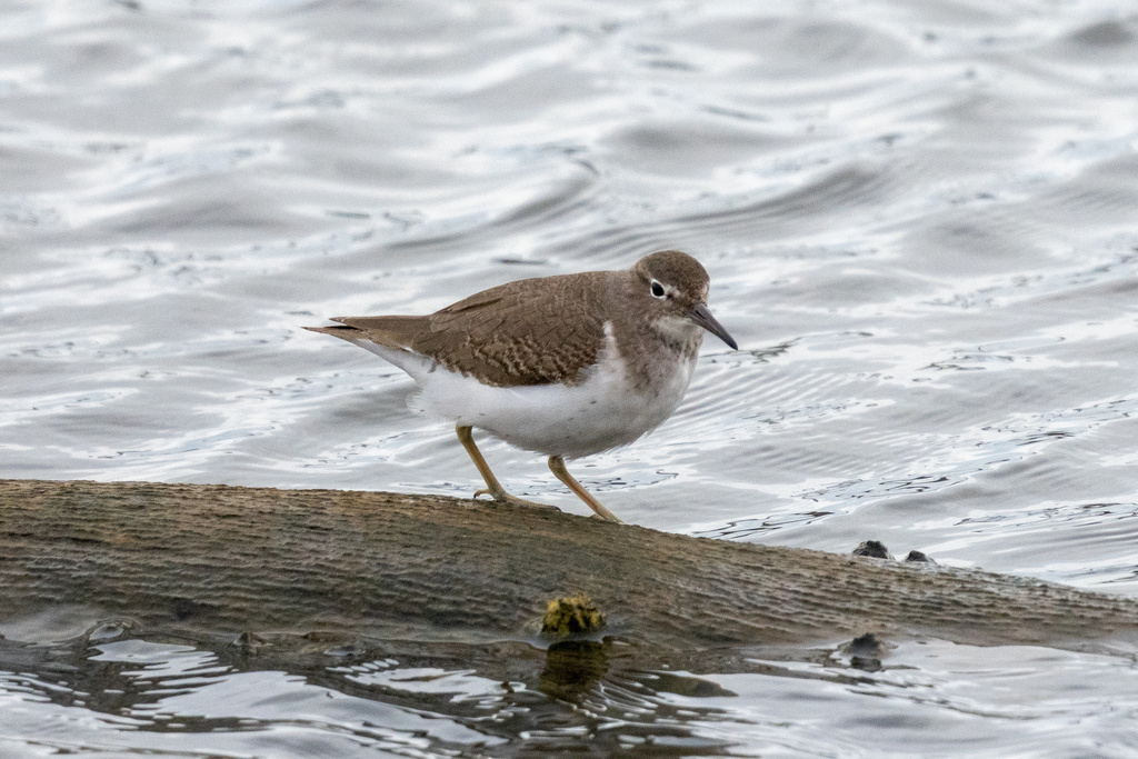 Spotted Sandpiper from Timucuan, Jacksonville, FL, US on November 13 ...