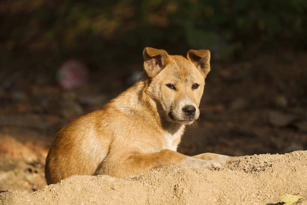 Domestic Dog from Mae Ngon, Fang District, Chiang Mai, Thailand on ...