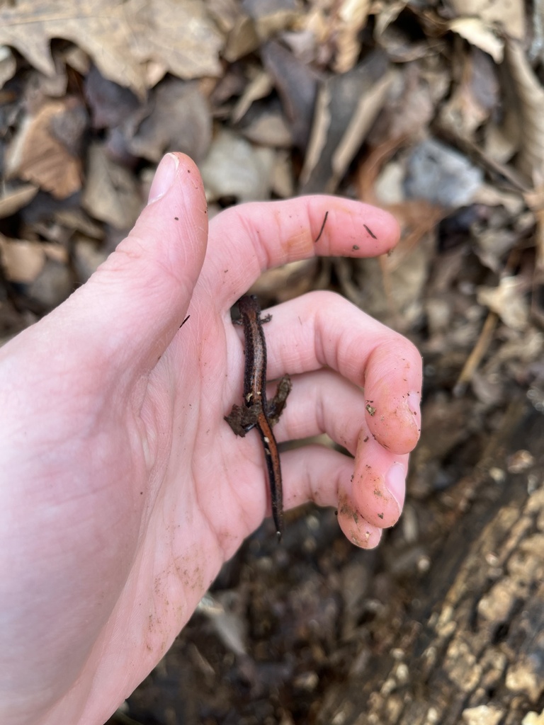 Eastern Red-backed Salamander in January 2024 by Matthew · iNaturalist