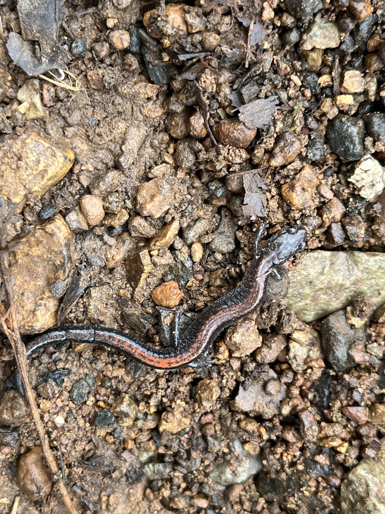 Eastern Red-backed Salamander in January 2024 by Matthew · iNaturalist