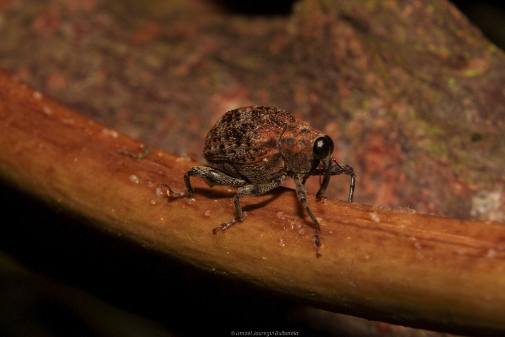 Conoderinae desde 94216 Ver., México el 23 de enero de 2024 a las 09:08 ...