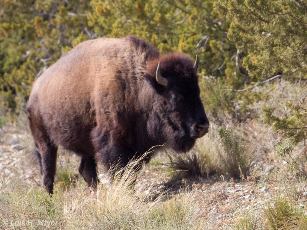 American Bison from 25321 Coahuila, Mexico on January 21, 2024 at 02:39 ...