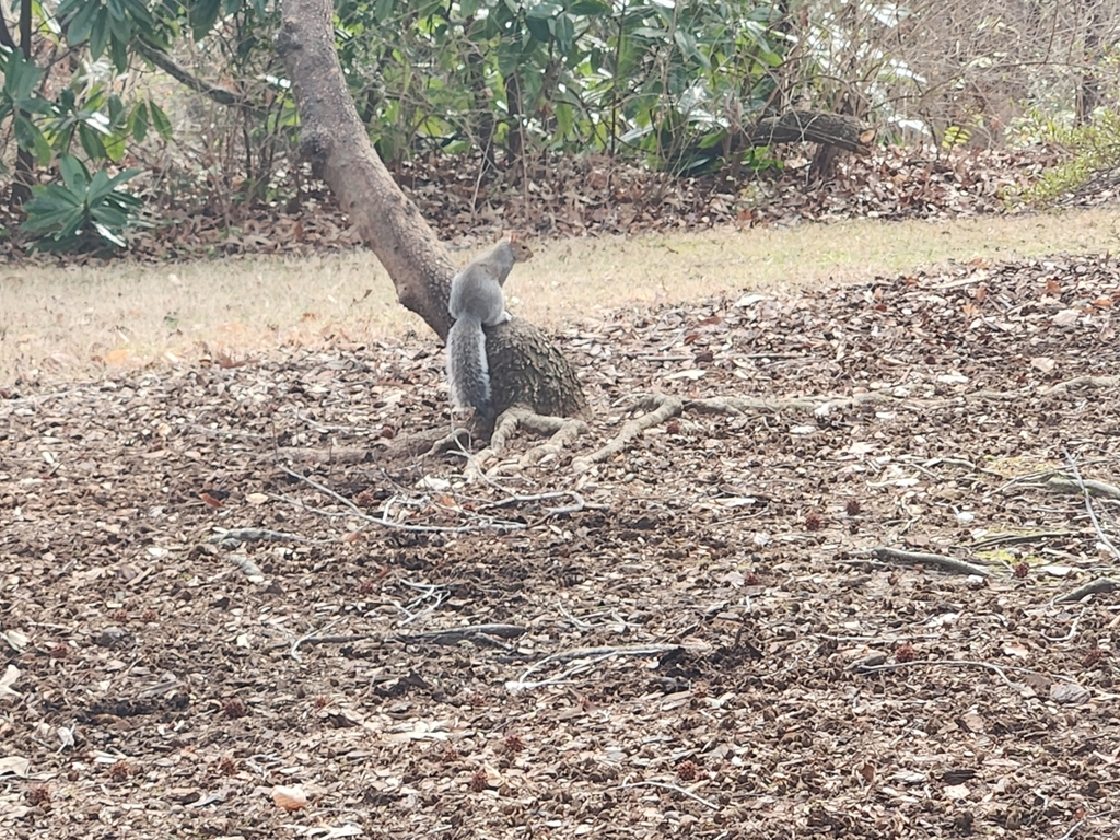 Eastern Gray Squirrel from Greensboro, NC 27412, USA on January 24 ...
