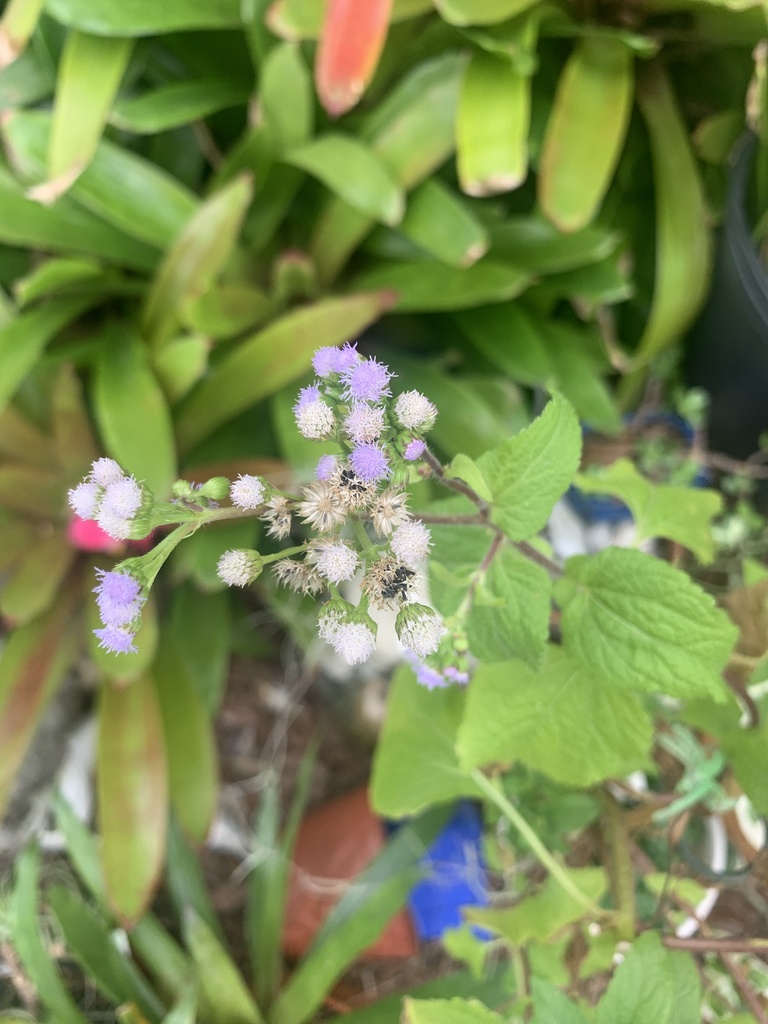 billygoat weed from Turtle Island, Naples, FL, US on January 12, 2024 ...
