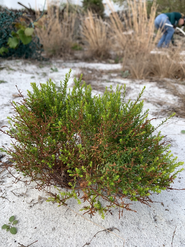 Deckert's pinweed from Singer Island, Jupiter, FL, US on January 24 ...