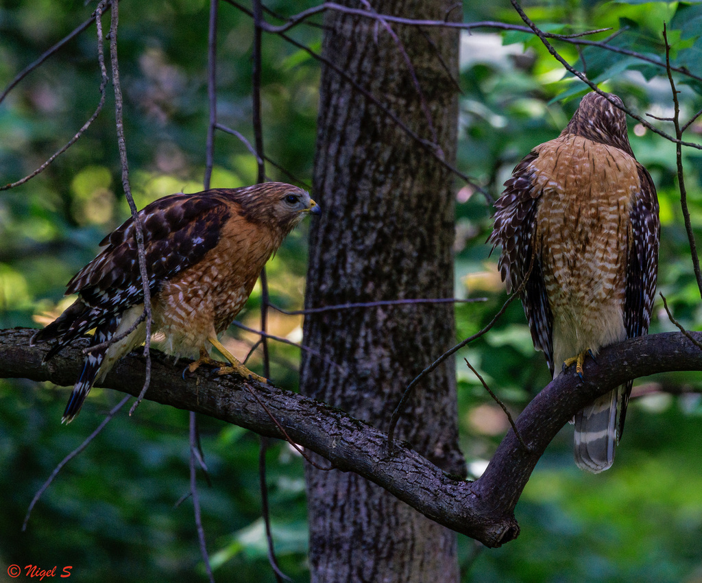 Red-shouldered Hawk in May 2023 by NigelS · iNaturalist
