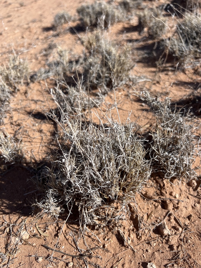 burrograss from Artesia, NM, US on January 22, 2024 at 01:37 PM by ...