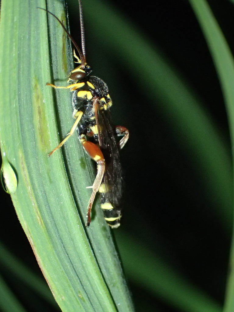 Metopius from Keffa, Ethiopia on August 5, 2019 at 06:32 PM by Tom ...