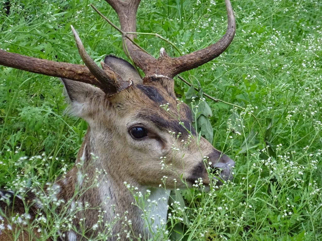 Indian Spotted Deer from Halemagge, Karnataka 571114, India on June 15 ...
