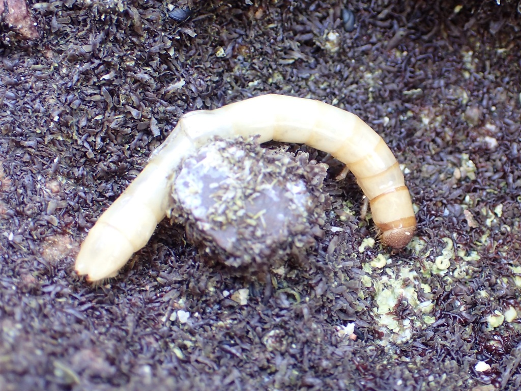Darkling Beetles and Allies from Bahía San Pedro, Guaymas, Sonora ...
