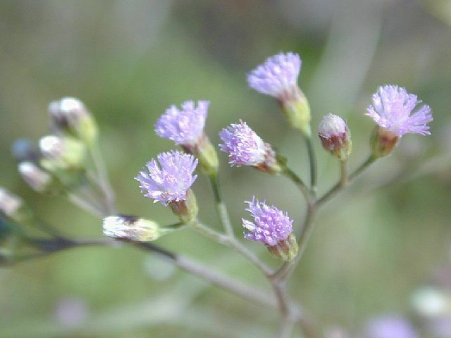 little ironweed from Eco Pond, Flamingo, FL, USA on January 5, 2002 at ...