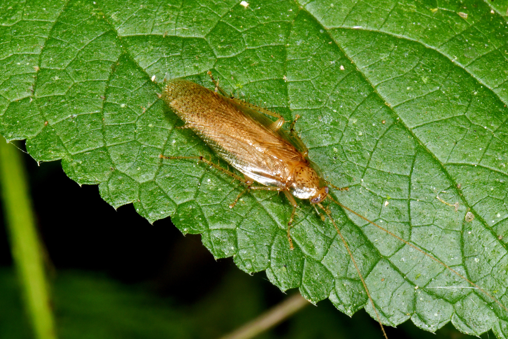 Giant and Wood Cockroaches from Calima, Valle del Cauca, Colombia on ...