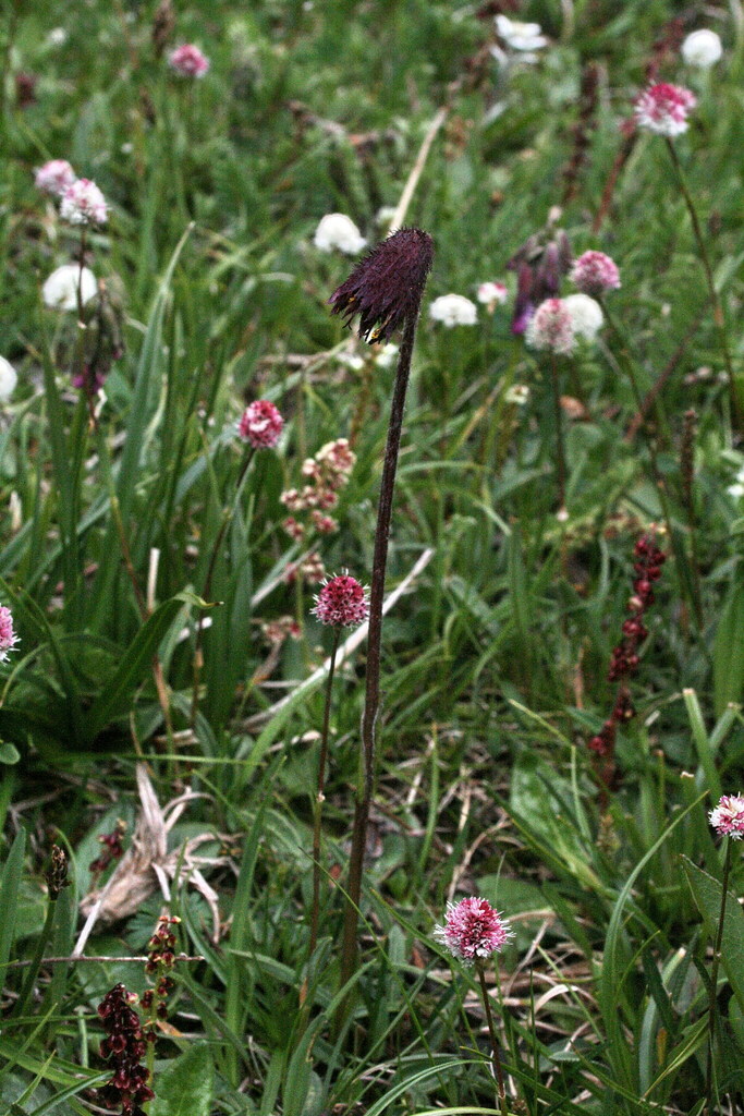 Cremanthodium discoideum from Xiewu, Yushu, Qinghai, China on June 30 ...
