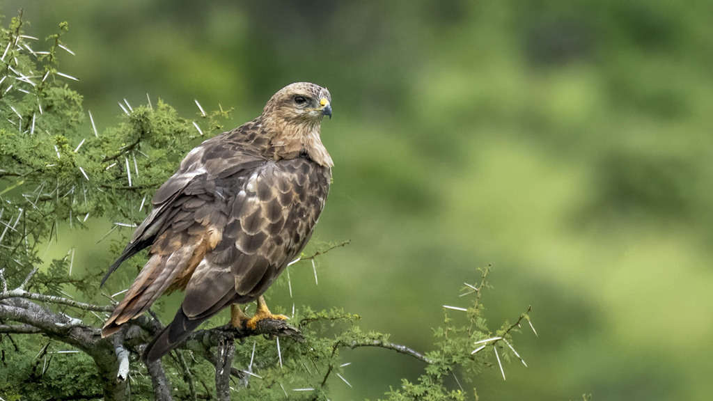 Common Buzzard from uMkhanyakude District Municipality, South Africa on ...