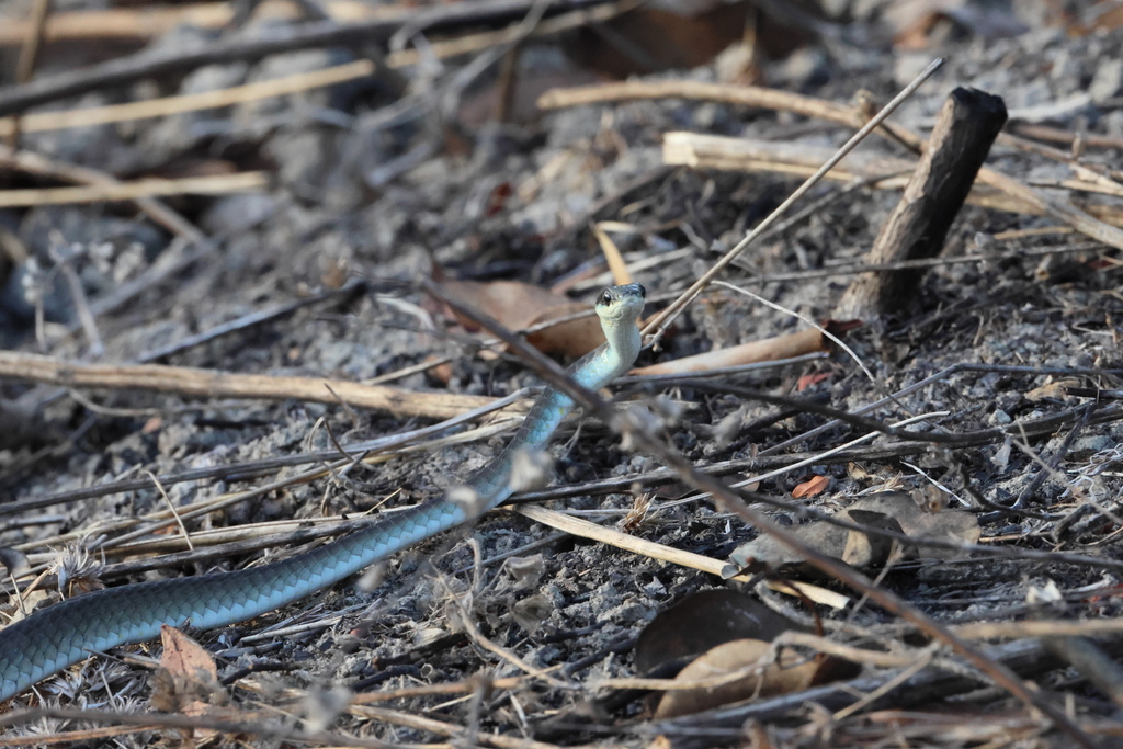 Common Tree Snake from Lakeland QLD 4871, Australia on September 25 ...