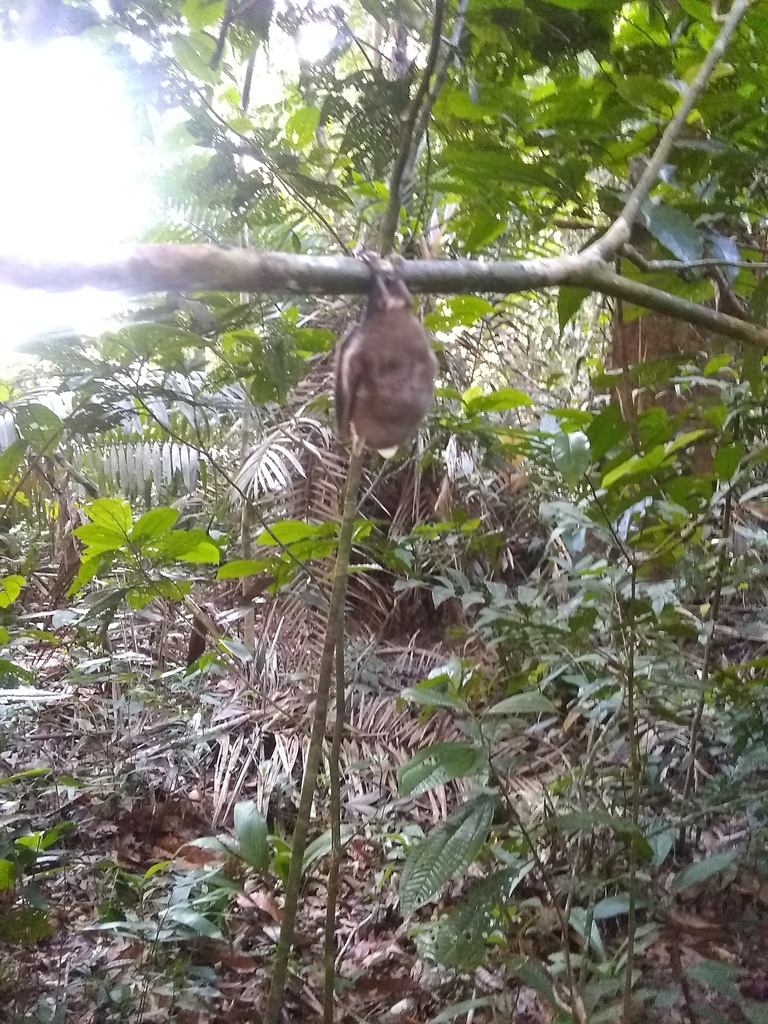 New World Leaf-nosed Bats from Manú Province, Peru on July 6, 2021 at ...