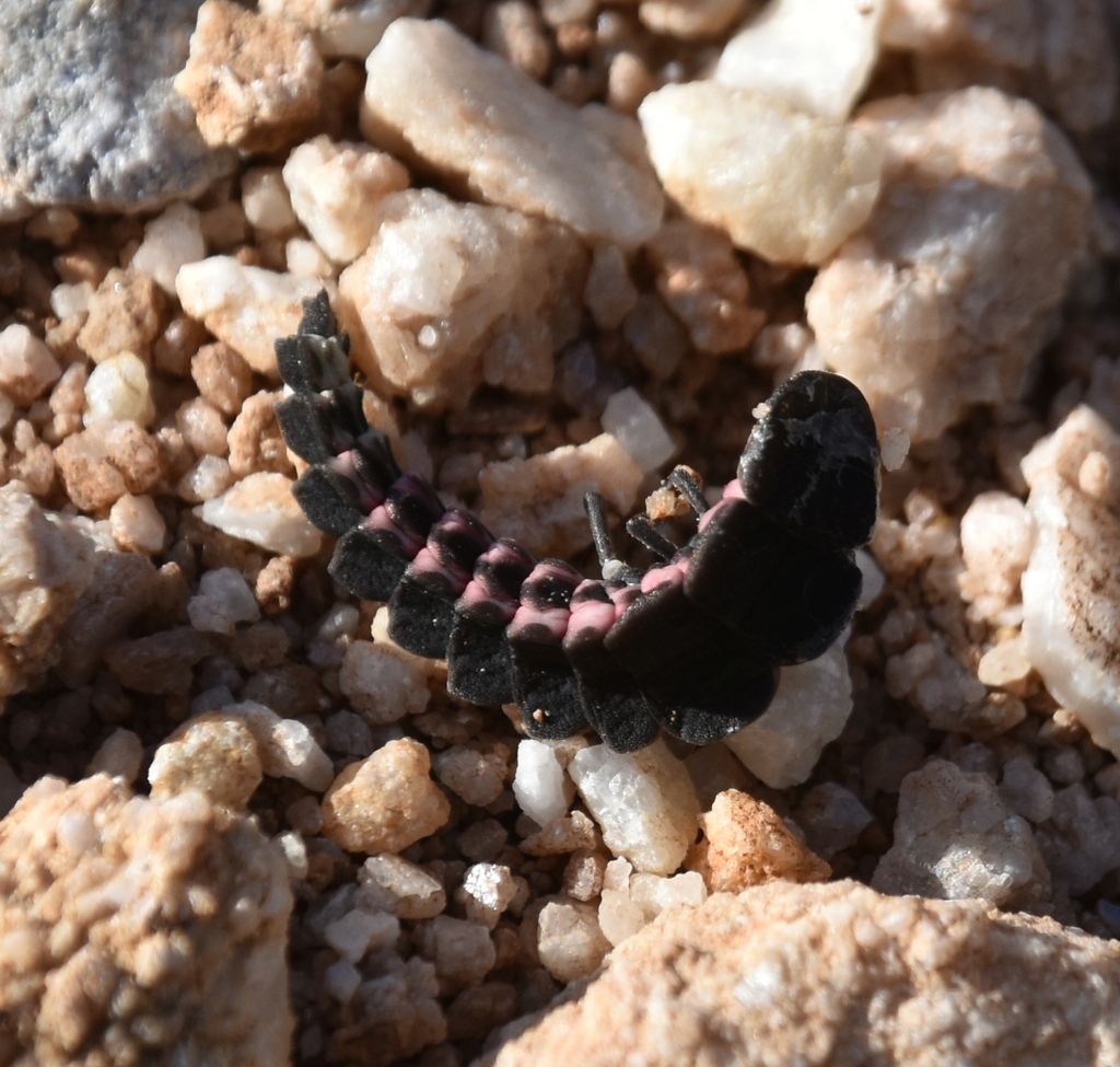 Mediterranean Pale Glow-worm from Малага, Испания on January 10, 2024 ...