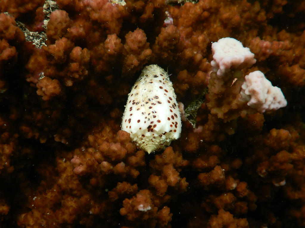Flea-bitten Cone from Îles Sous-le-Vent, French Polynesia on July 17 ...