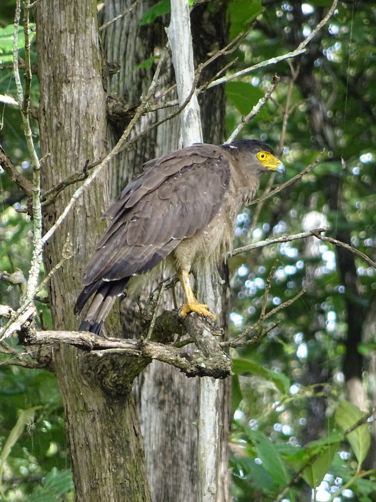 Crested Serpent-Eagle from K.Gandathur, Karnataka 571114, India on June ...