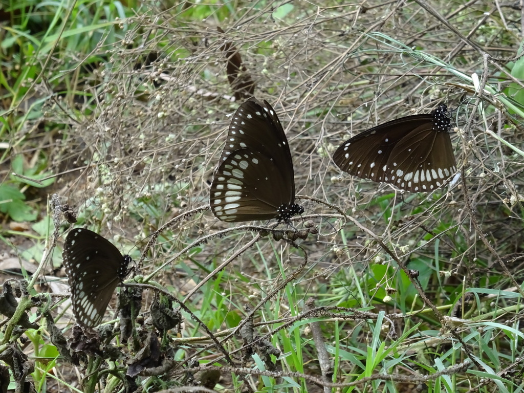 Common Crow Butterfly from Jakkalli (N. Begur), Karnataka, India on ...