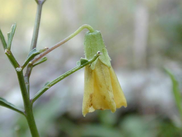 Coastal groundcherry from Long Pine Key, Miami-Dade County, FL, USA on ...
