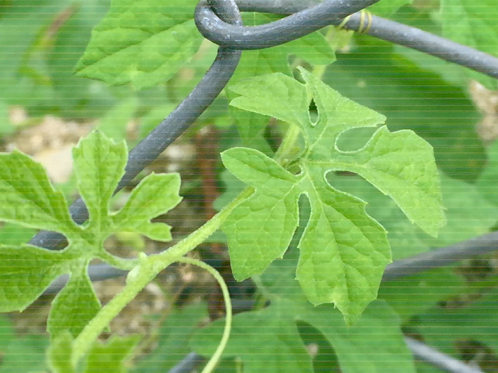 Bitter Melon from Buenaventura, Valle del Cauca, Colombia on December 7 ...