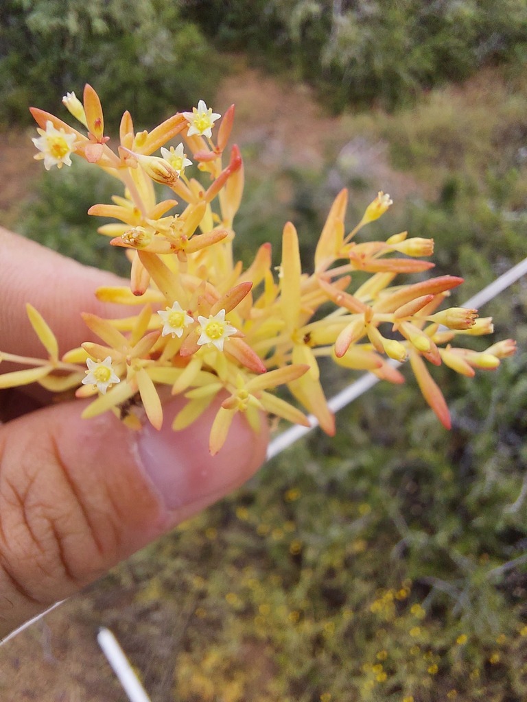 Fine Stonecrop from Cacadu, Eastern Cape, South Africa on 20 November ...
