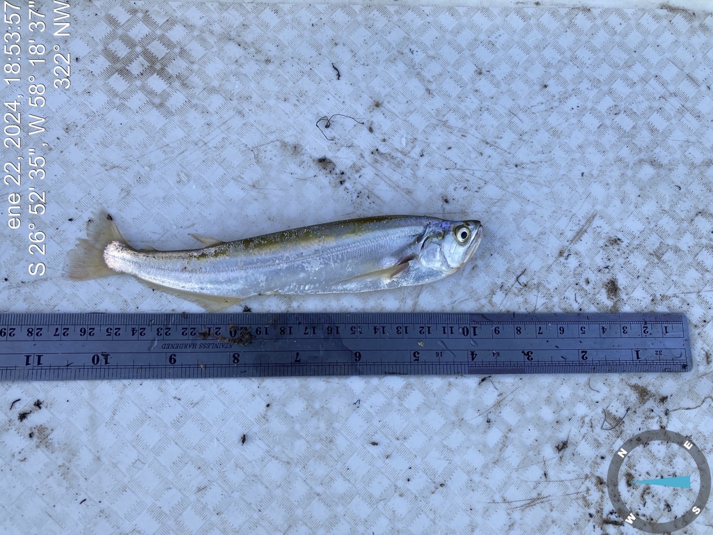 Biara from Guapoy, Ñeembucú, PY on January 22, 2024 at 06:53 PM by ...