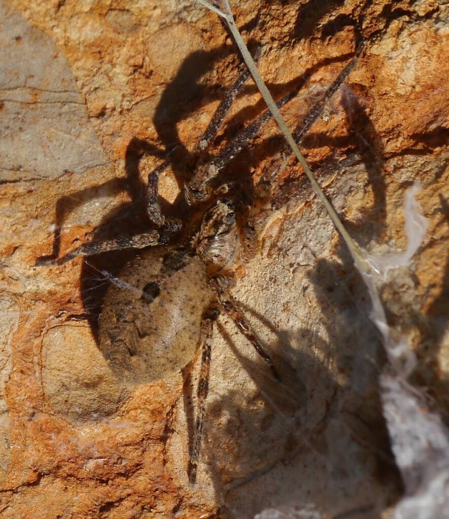 Mediterranean Spiny False Wolf Spider from Son Espanyol, Norte, Palma ...