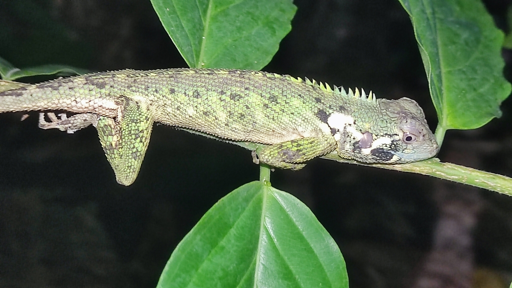 Blue-Lipped Tree Lizard in January 2024 by Wildlife Tours Peru ...