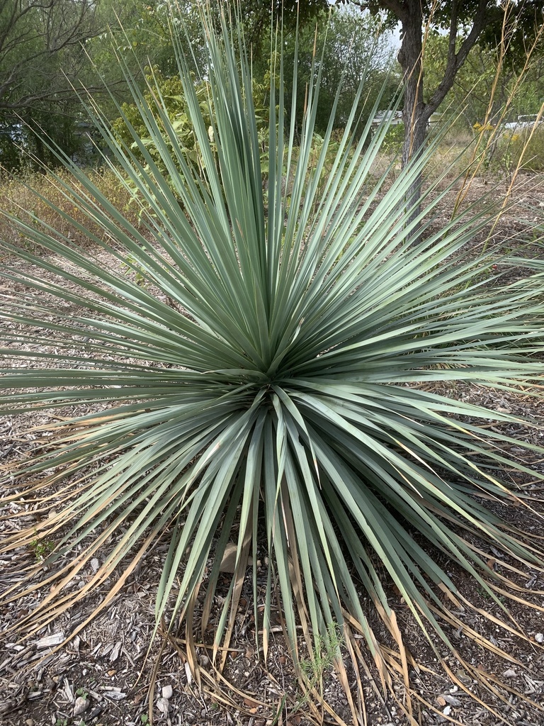 Buckley's Yucca from Woodlawn Lake Park, San Antonio, TX, US on October ...