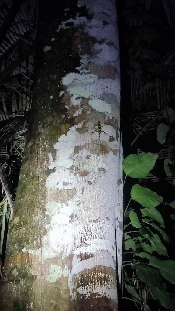 Collared Treerunner in January 2024 by Wildlife Tours Peru, Christoph ...