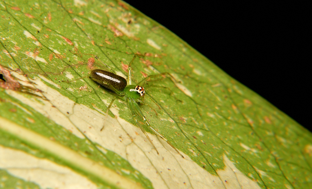 Translucent Green Jumping Spiders from Ibagué, Tolima, Colombia on ...