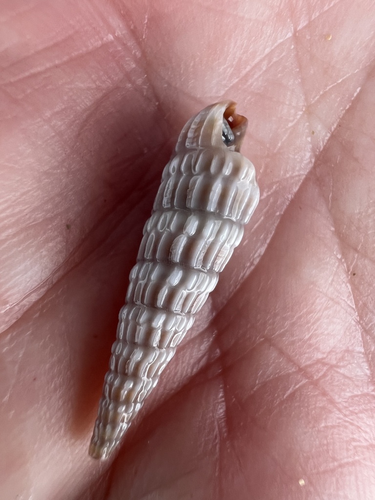 Eastern Auger from Bathtub Reef Beach, Stuart, FL, US on January 24 ...
