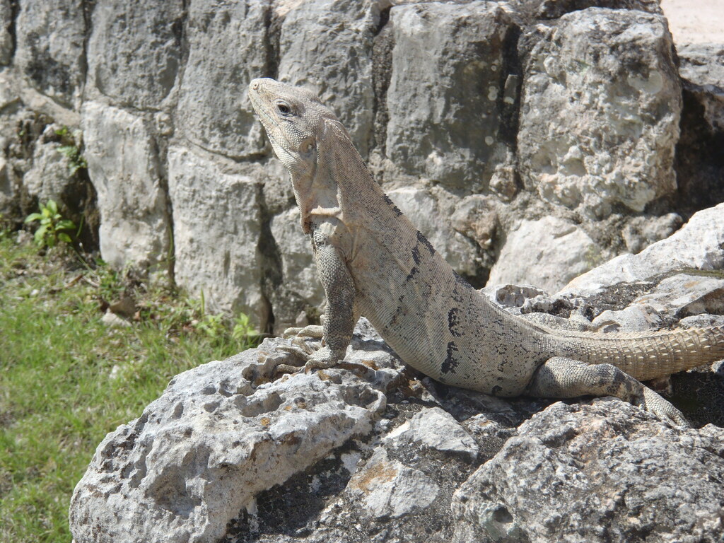 Black Spiny-tailed Iguana from Mérida Municipality, Yucatan, Mexico on ...
