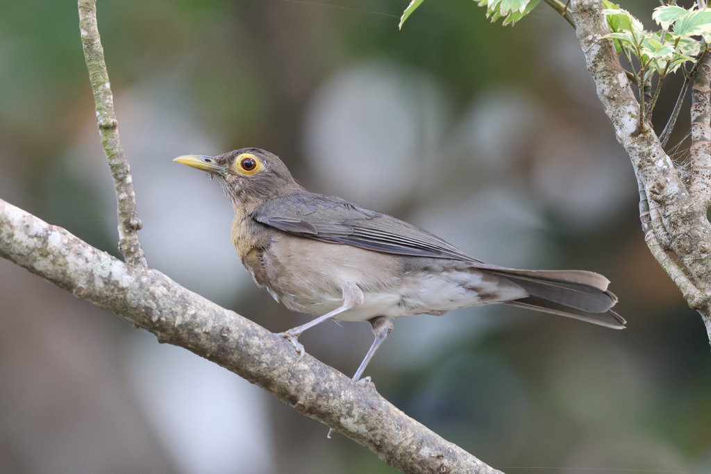 Spectacled Thrush from Scarborough, Trinidad and Tobago on March 6 ...
