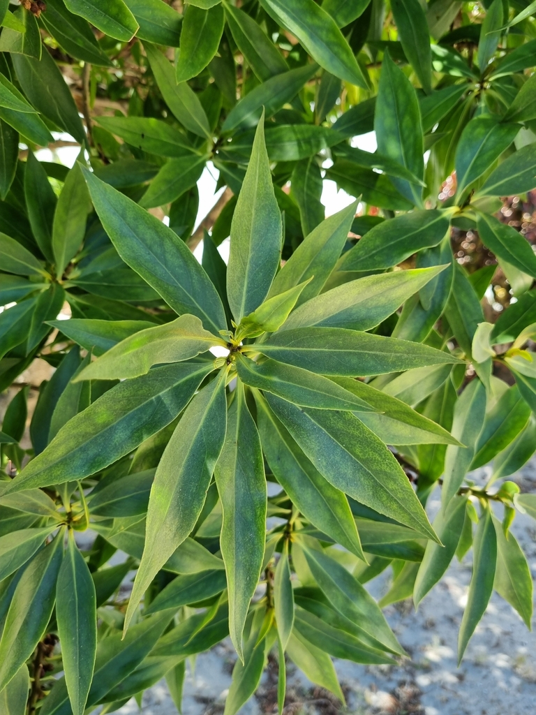 common boobialla from 5 Baywood Close, Cnr Brighton Street & Empire ...