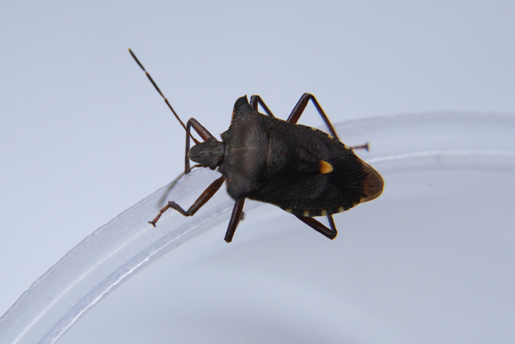 Forest Bug from Waldstraßenviertel, 04 Leipzig-Mitte, Germany on 10 ...