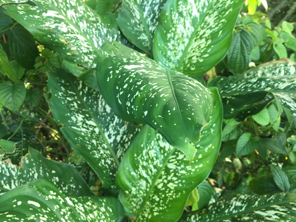 tuftroot from Buenaventura, Valle del Cauca, Colombia on December 8 ...