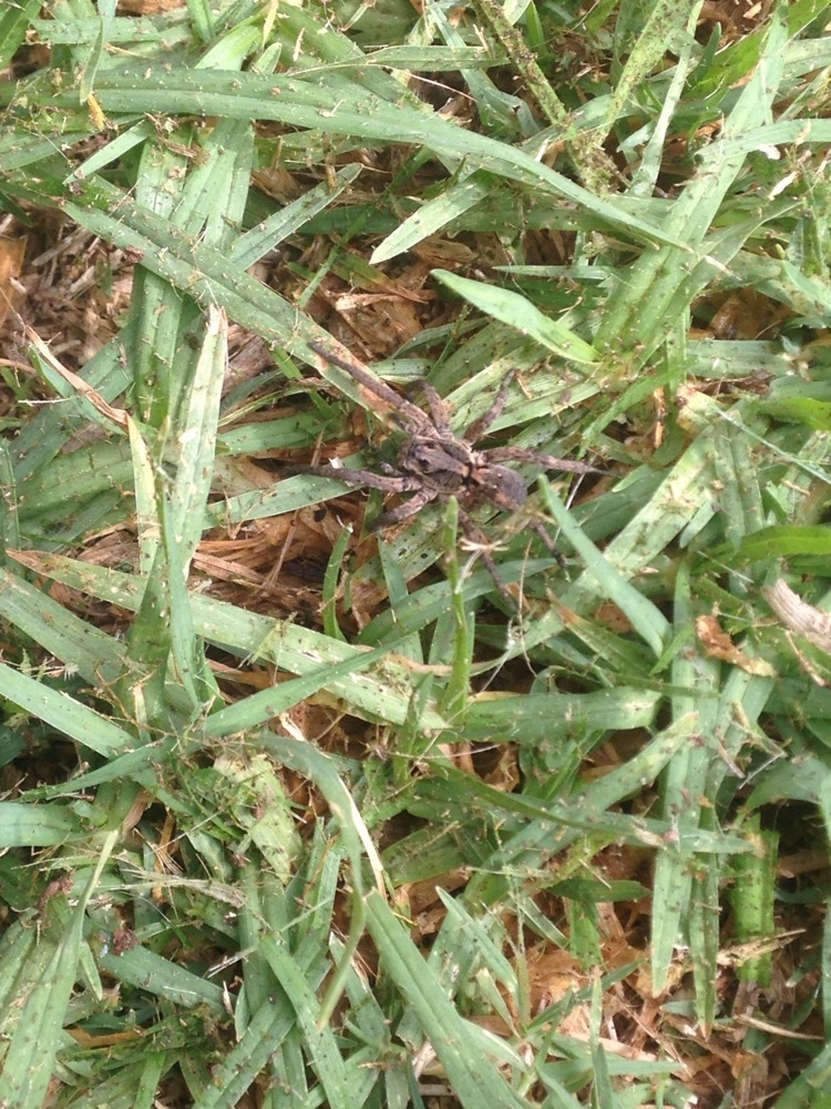 Wolf Spiders from Port Adel. Enfield - Coast, AU-SA, AU on April 14 ...