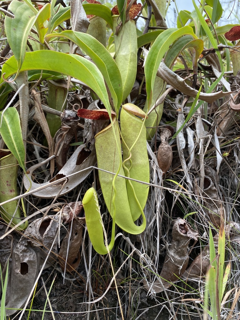 Common Swamp Pitcher-Plant from Kutini-Payamu (Iron Range) National ...