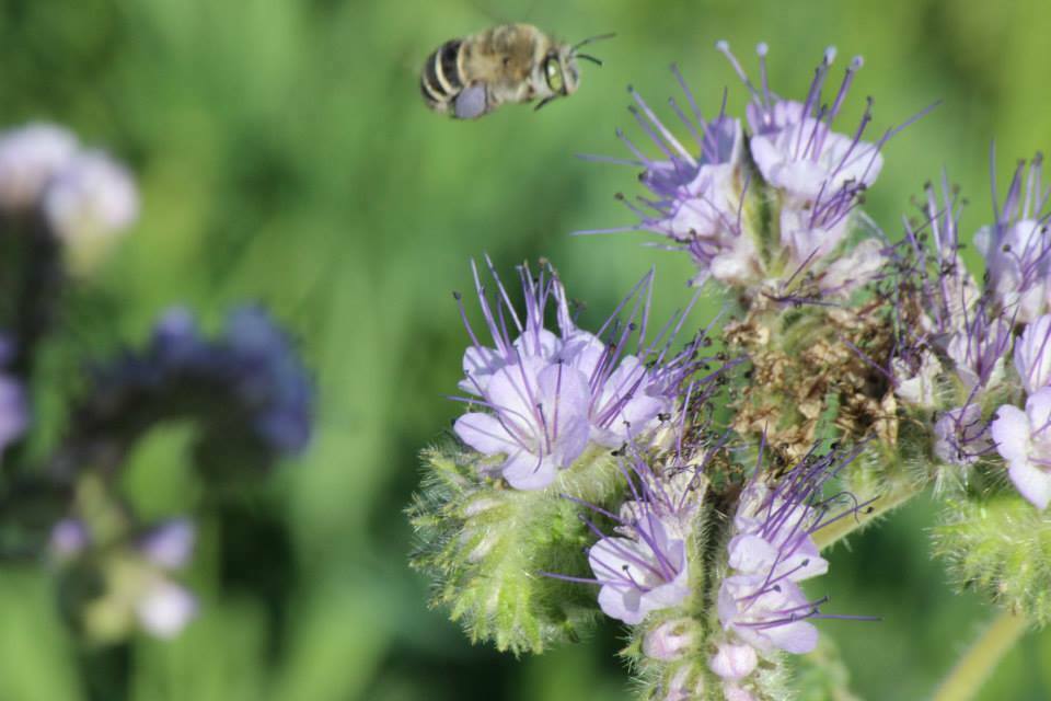 Common Digger Bees from Pinon Hills, CA, USA on March 18, 2014 at 12:10 ...