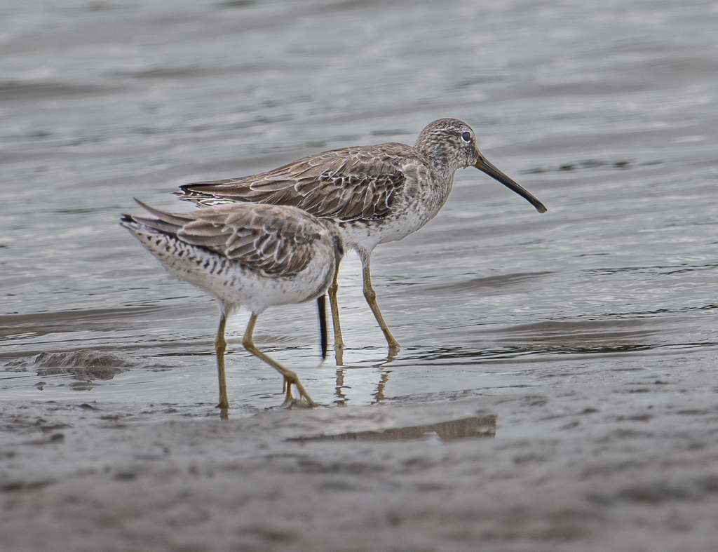 Short-billed Dowitcher from City of Marco, Marco Island, FL, USA on ...